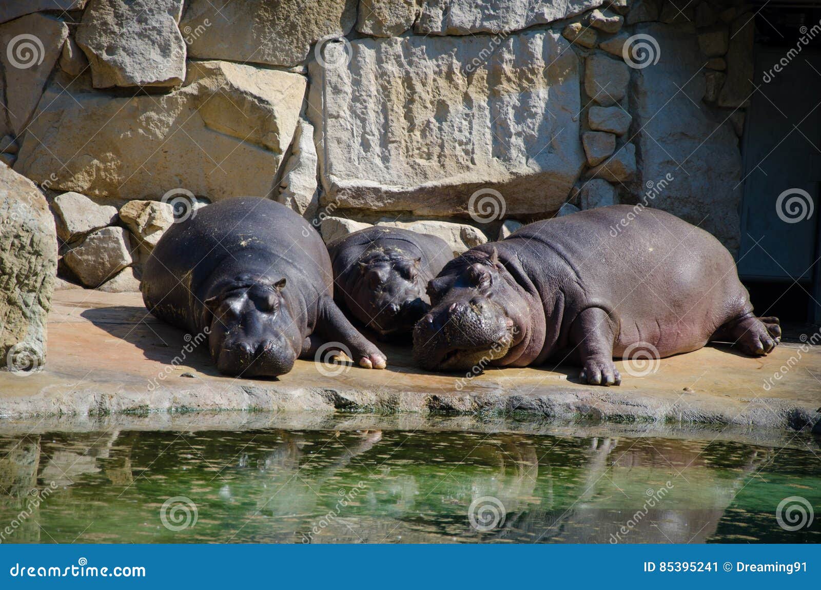 Hippos sleeping in the zoo stock image. Image of natural - 85395241