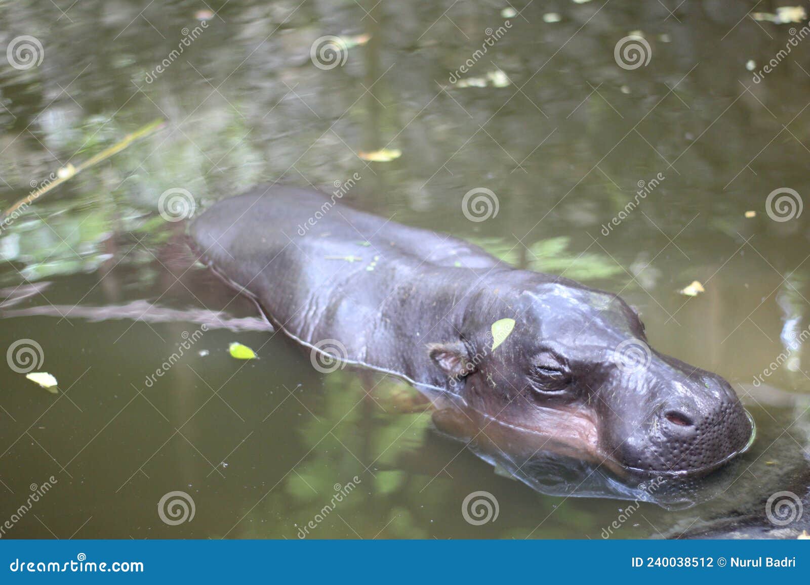Hippos Soaking in a Puddle at the Zoo in Lombok, Indonesia Stock Photo ...