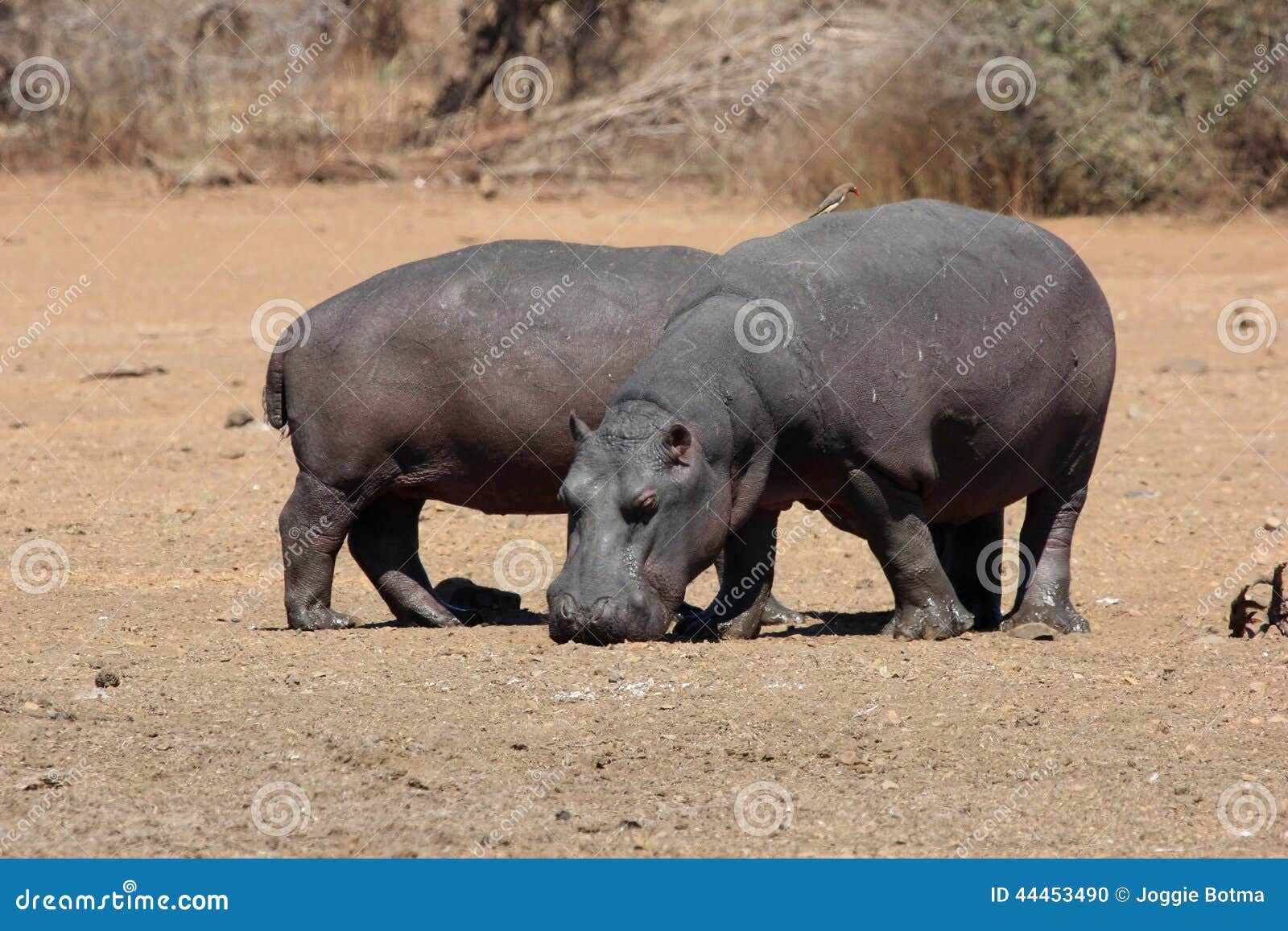 Hippos stock photo. Image of wild, hippos, herbivore - 44453490