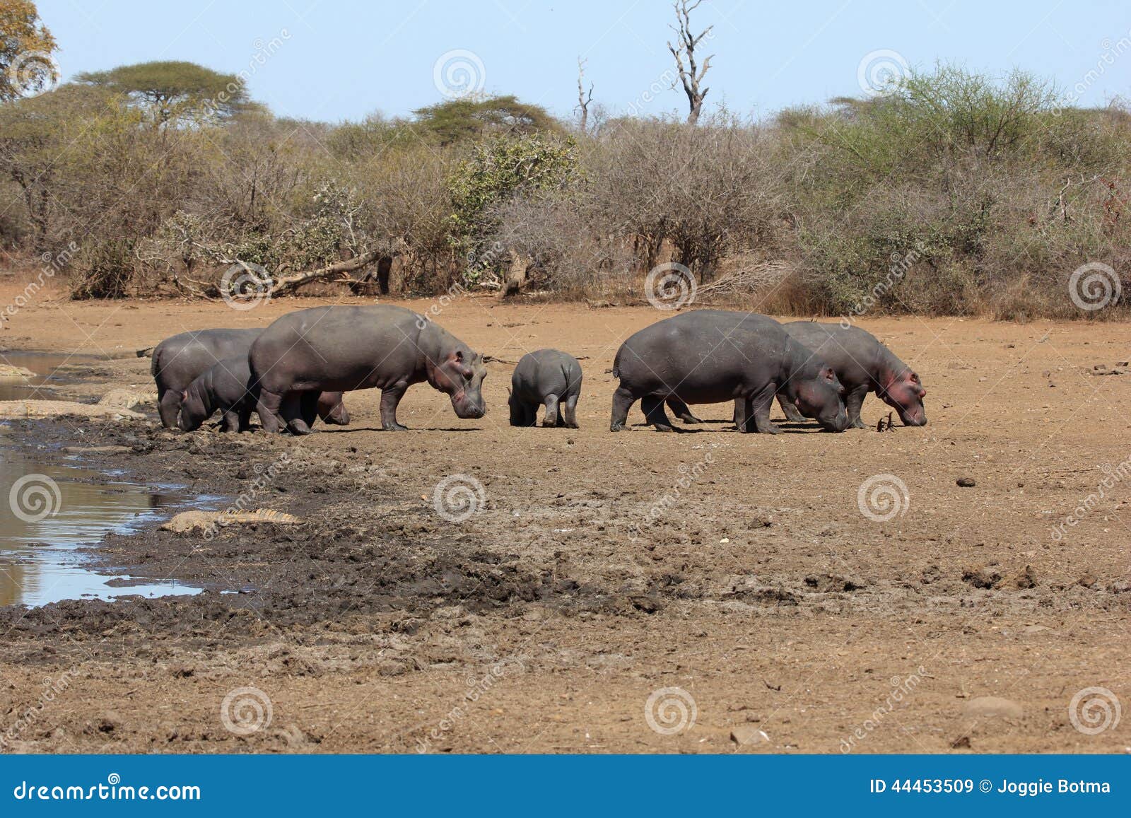 Hippos stock image. Image of bank, wildlife, tourism - 44453509