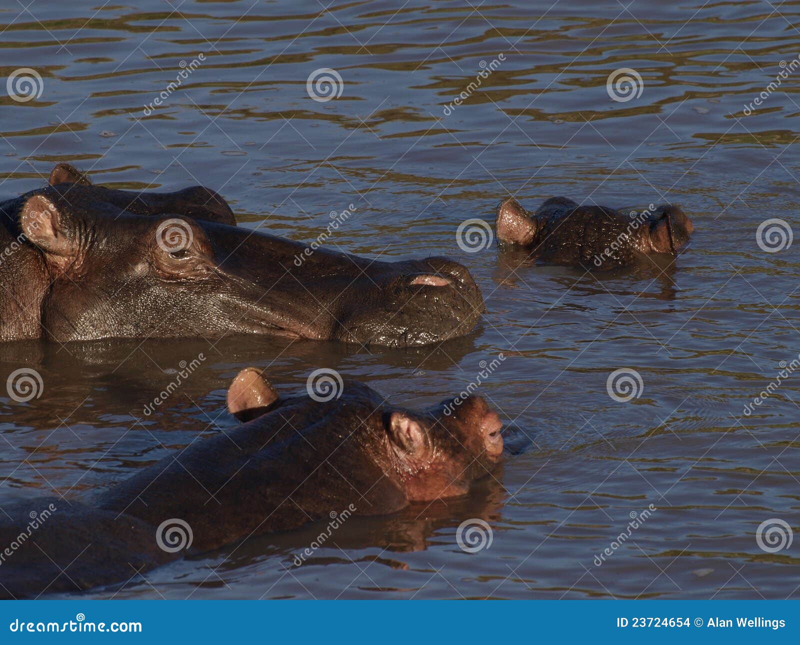 Hippos in water stock photo. Image of water, submerge - 23724654