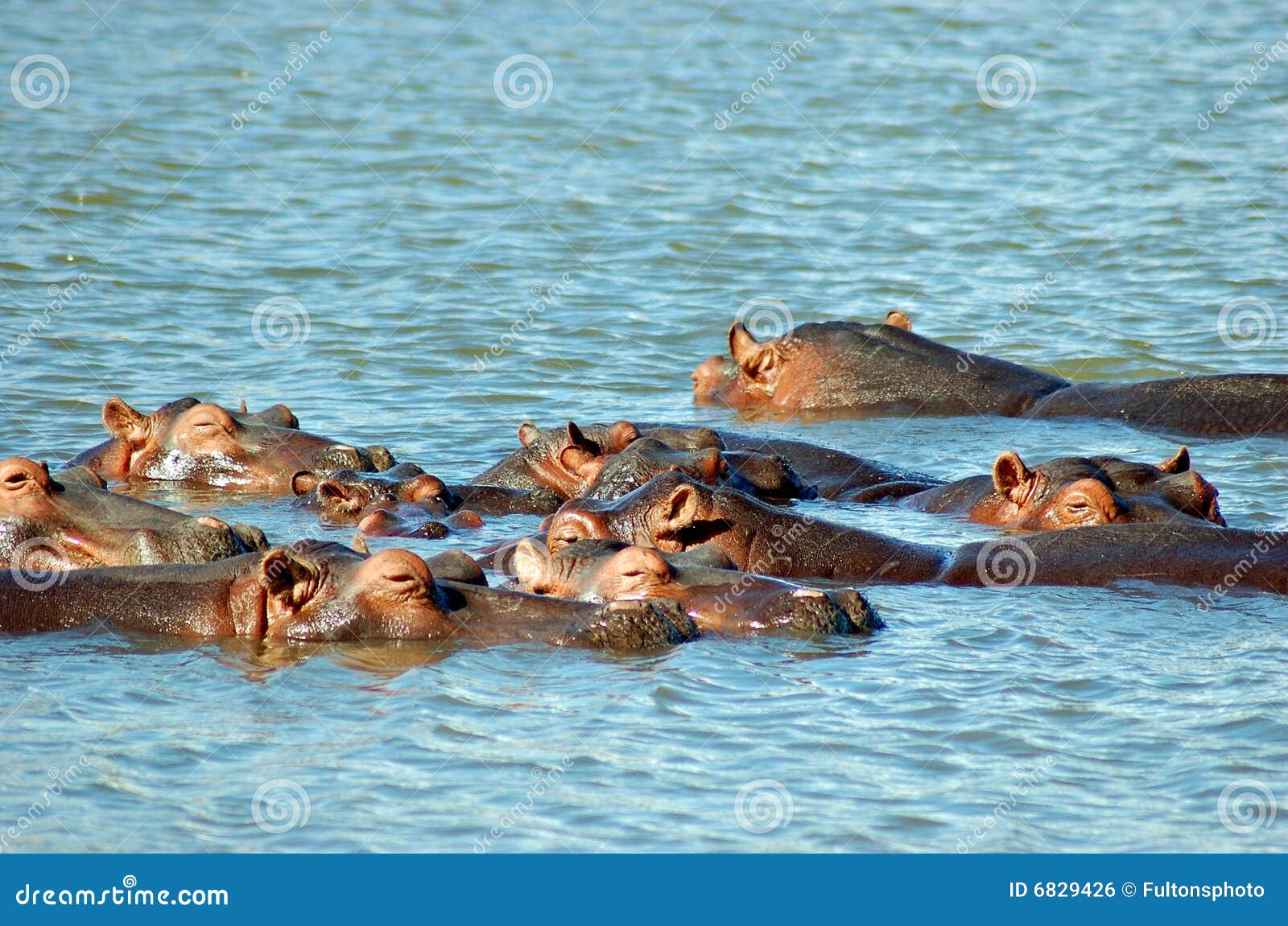 Hippos in the water stock photo. Image of water, southafrica - 6829426