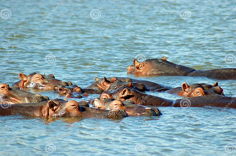 Hippos in the water stock photo. Image of water, southafrica - 6829426