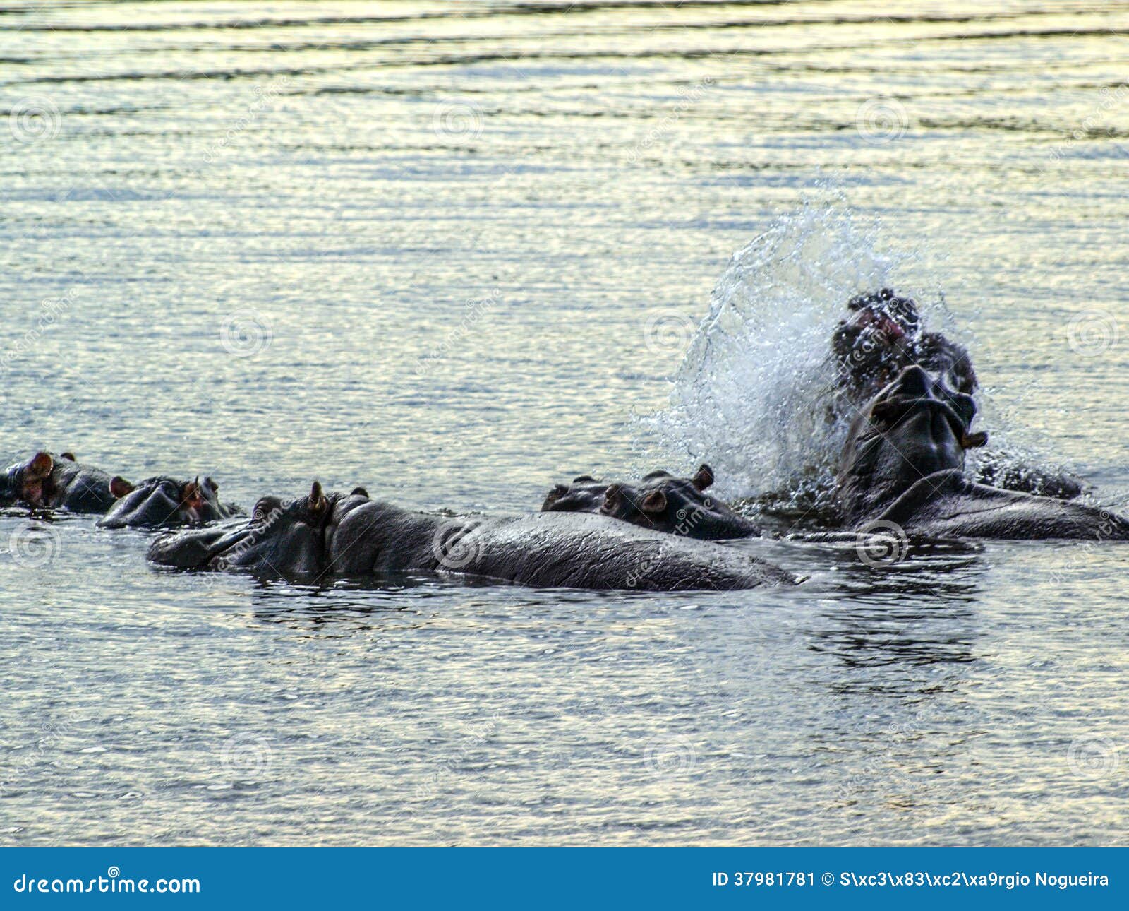 Hippos in the water stock image. Image of hippo, group - 37981781