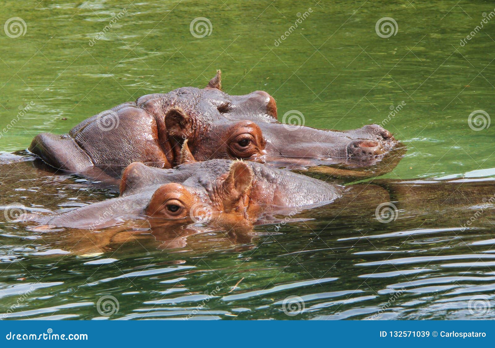 Hippos in water stock image. Image of season, large - 132571039