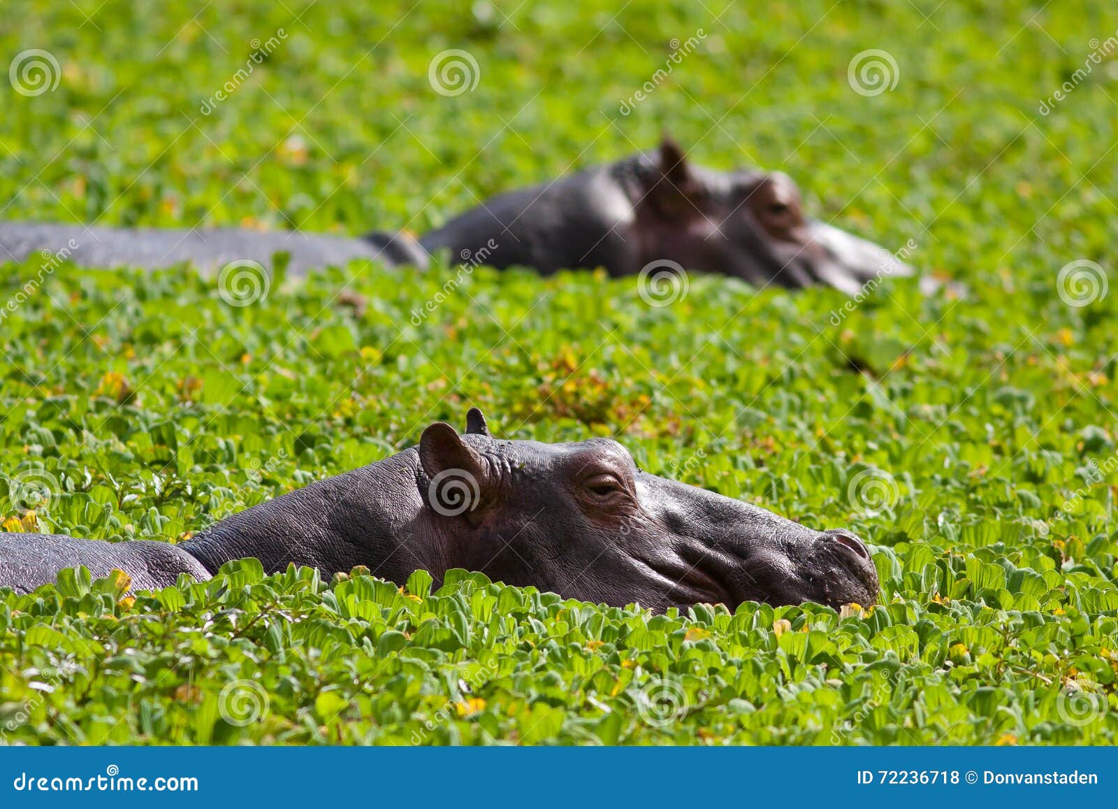 Hippos in the water stock photo. Image of nature, dangerous - 72236718