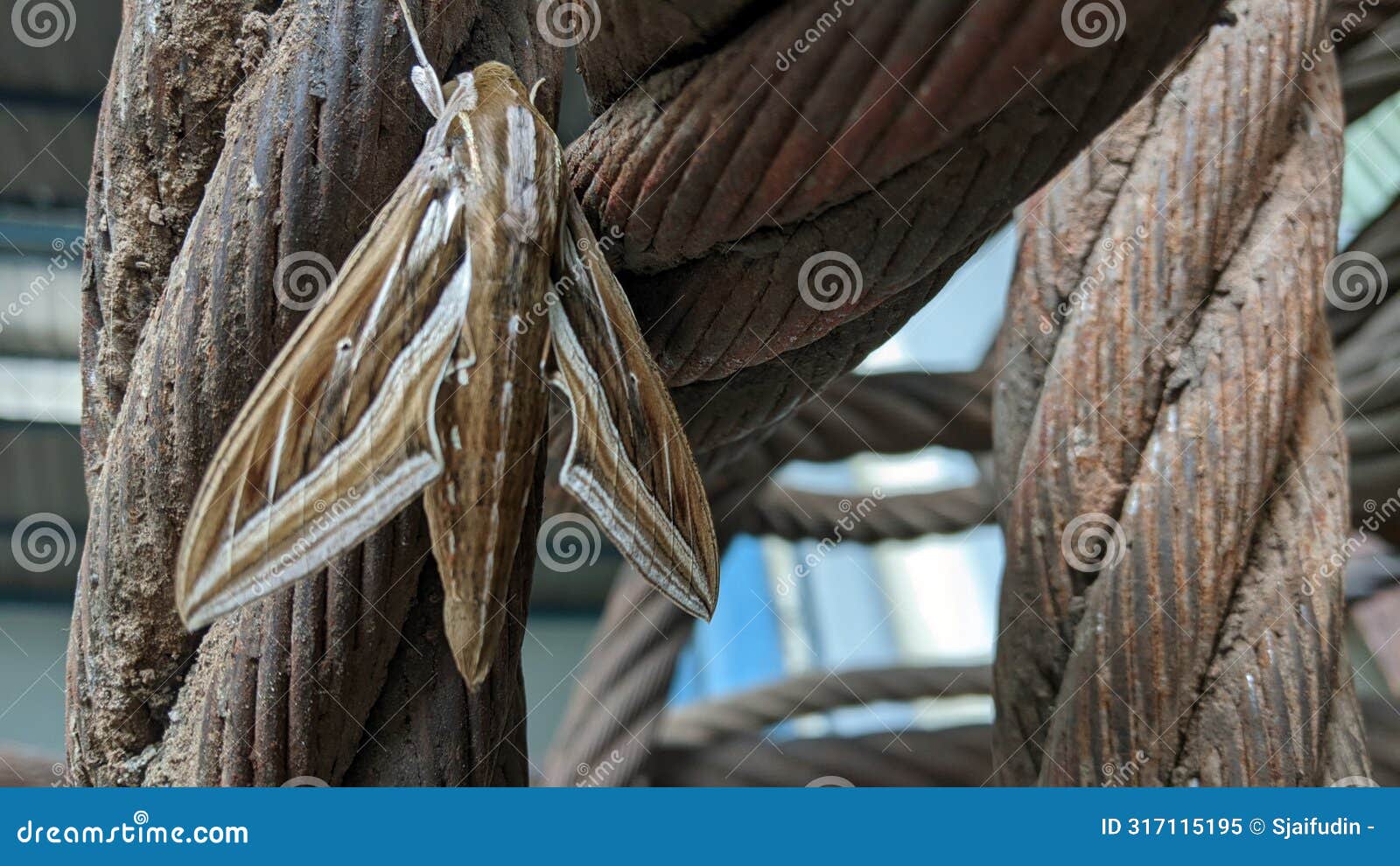 Hippotion Celerio or Grape Hawk Moth Camouflaged with Wire Rope Stock ...