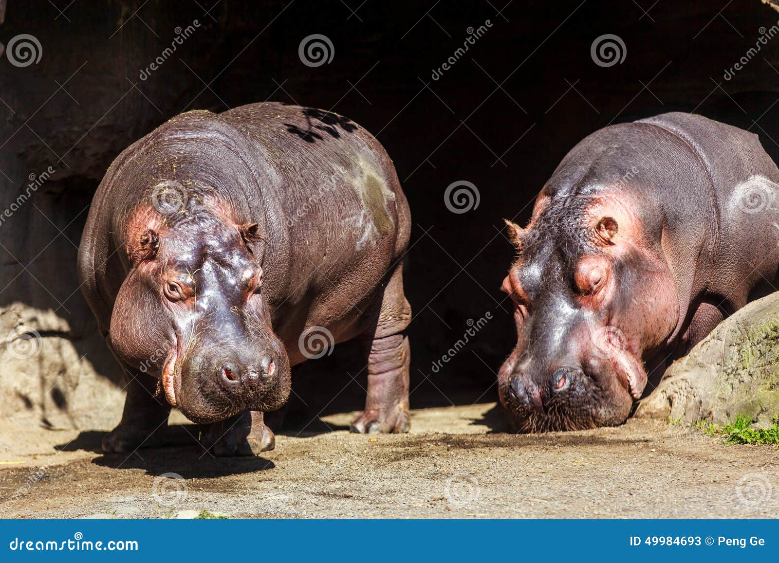Hipppos sunbathing stock image. Image of nature, mammals - 49984693