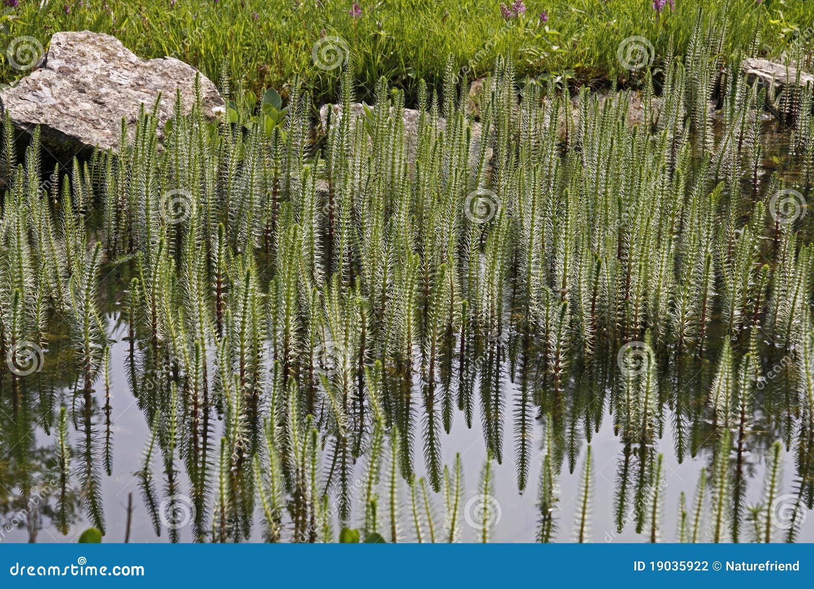 Hippuris Vulgaris, Common Mares Tail, Horsetail Stock Photo - Image of ...