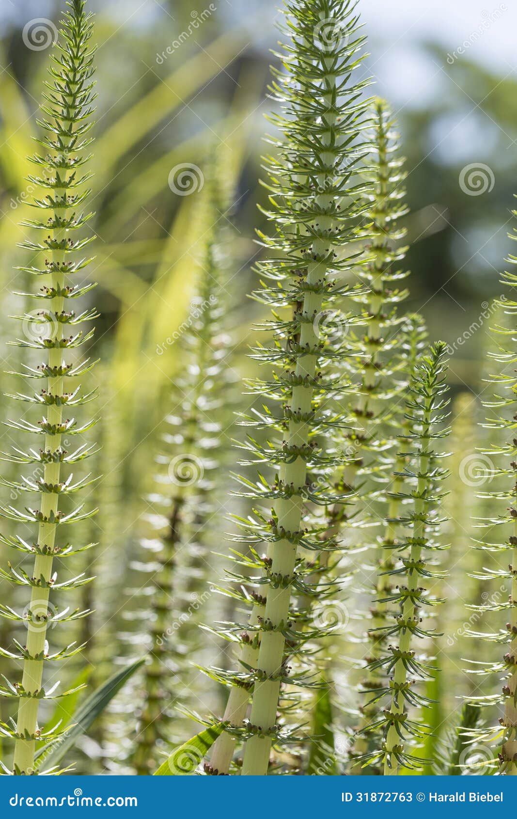 Hippuris Vulgaris (Common Mares Tail, Horsetail) Stock Image - Image of ...