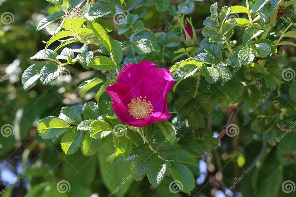 Hips flower stock photo. Image of canina, brier, colorful - 117389424