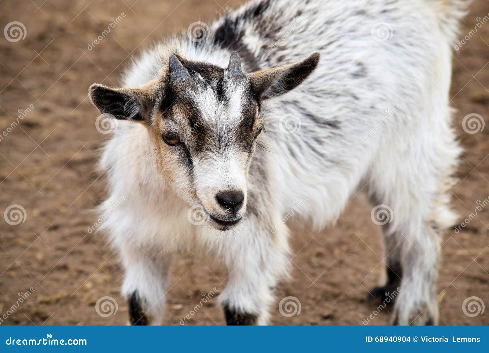 Hircus Di Aegagrus Della Capra O Della Capra Di Babt Fotografia Stock ...