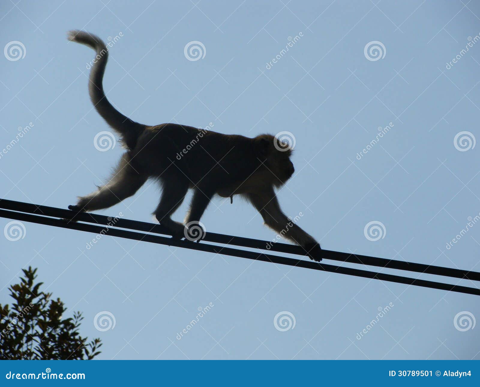 Hire Wire Monkey stock image. Image of wires, monkey - 30789501
