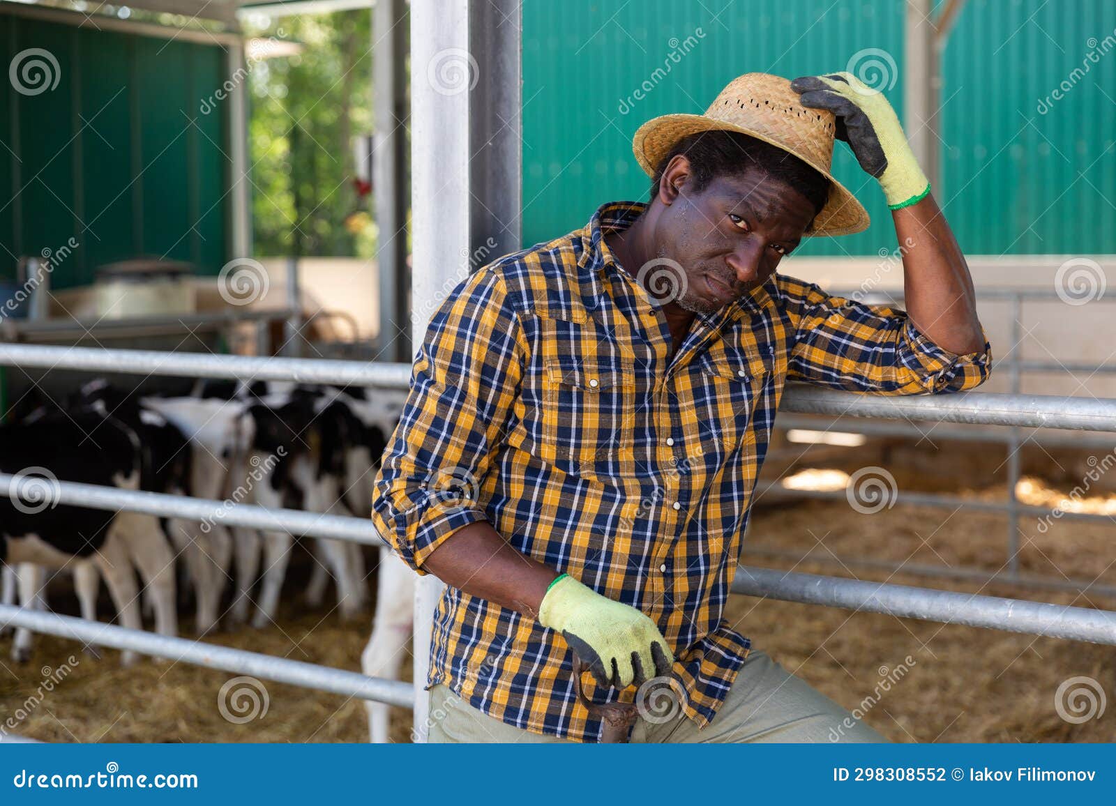 Hired Worker with Agricultural Tool in Hands in Cowshed Stock Photo ...