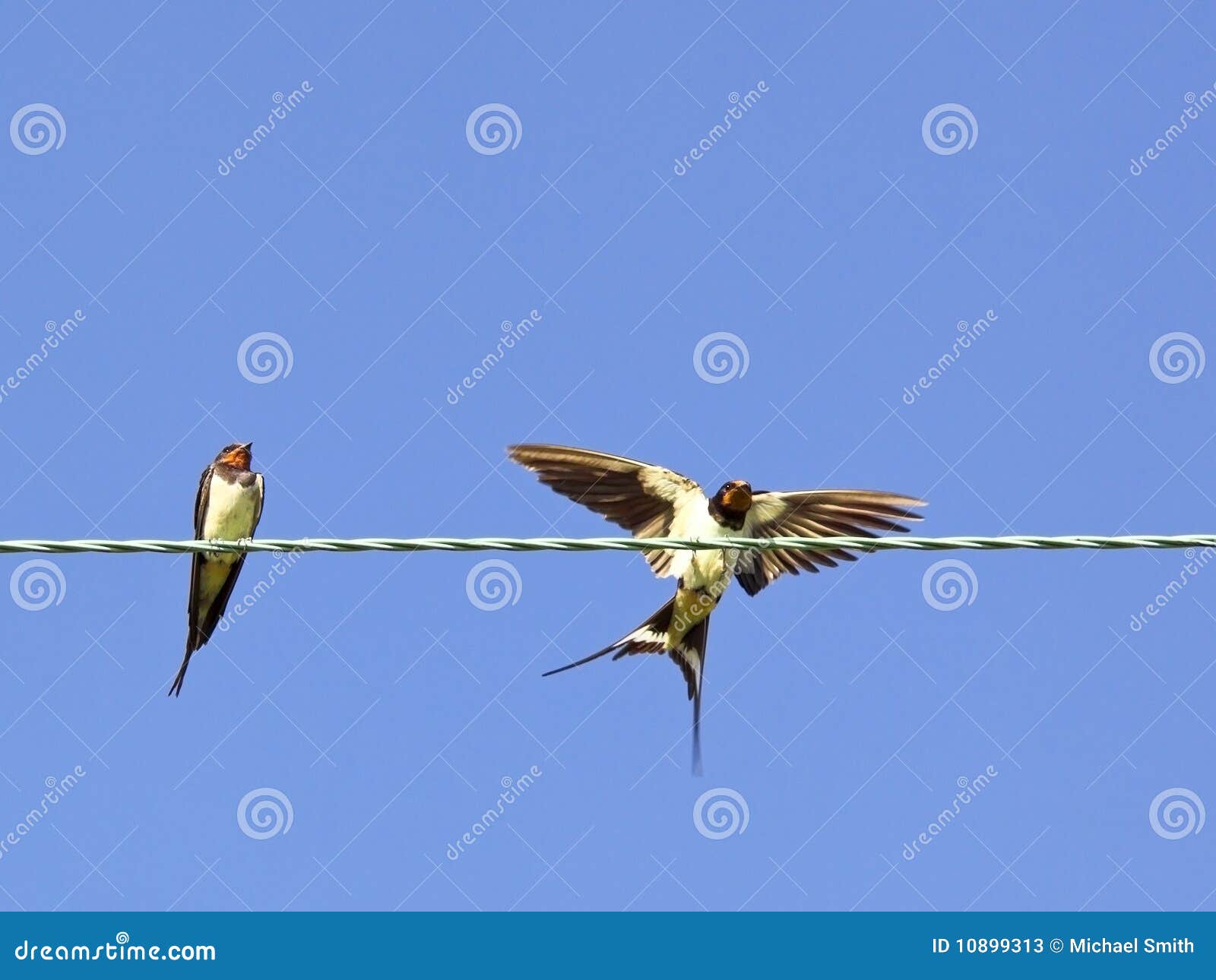 Hirondelles sur un fil image stock. Image du hirondelles - 10899313