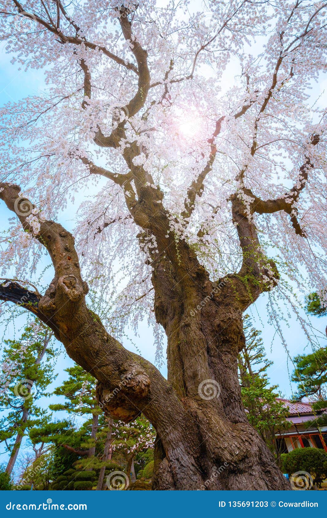 The Fujita Memorial Japanese Garden In Hirosaki Japan Stock Image Image Of Canal Park 135691203