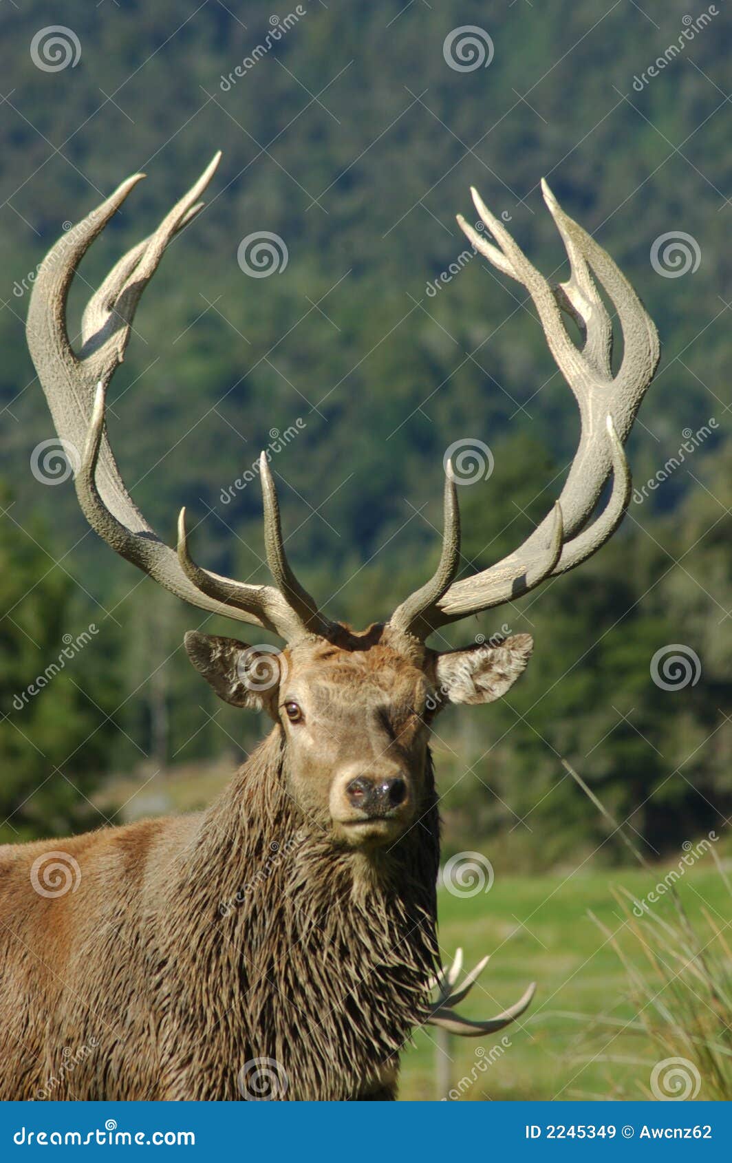 Hirsch der roten Rotwild stockbild. Bild von tier, porträts - 2245349