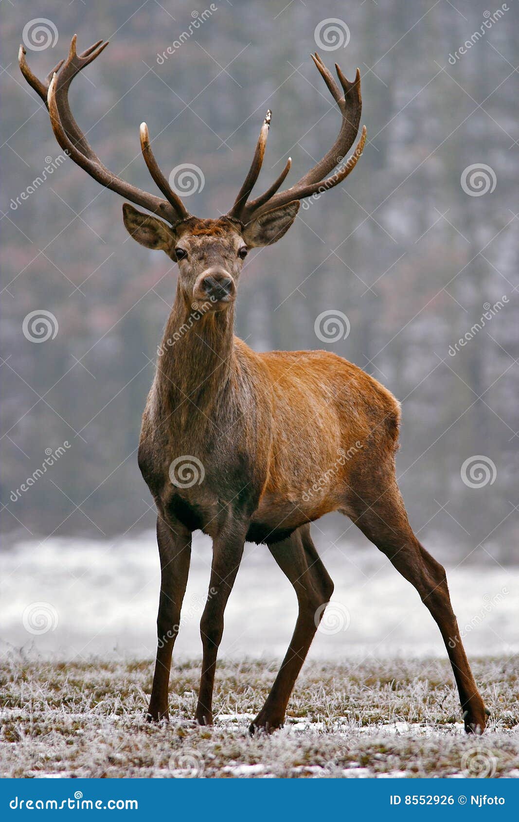 Hirsch der roten Rotwild stockfoto. Bild von winter, geweihe - 8552926