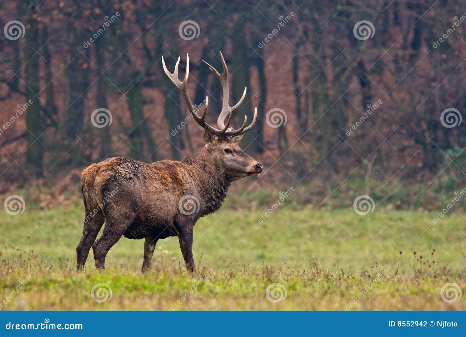 Rotwildhirsch Bild. Bild: 8552942