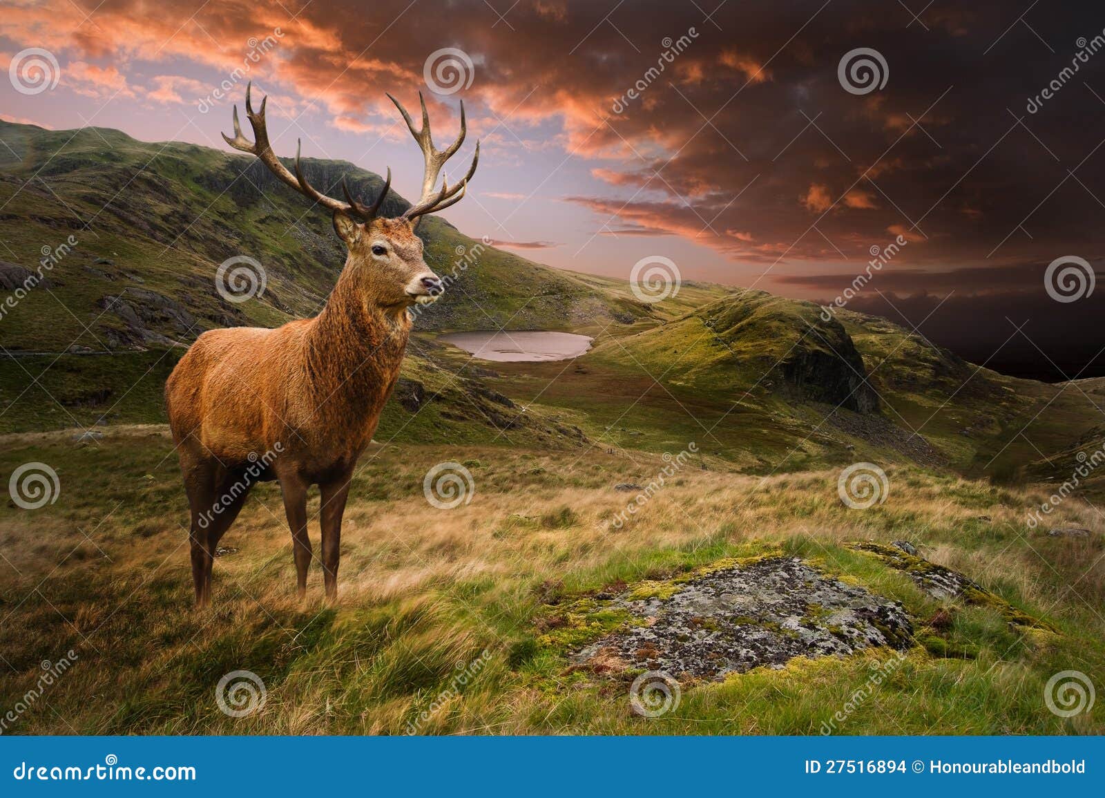 Hirsch Der Roten Rotwild in Der Drastischen Gebirgslandschaft Stockfoto ...