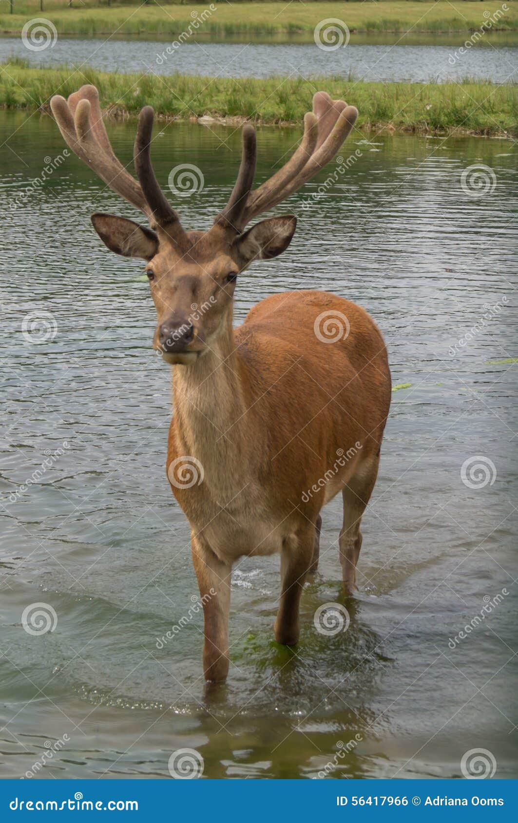 Hirsch im Wasser stockfoto. Bild von pfütze, gras, furt - 56417966