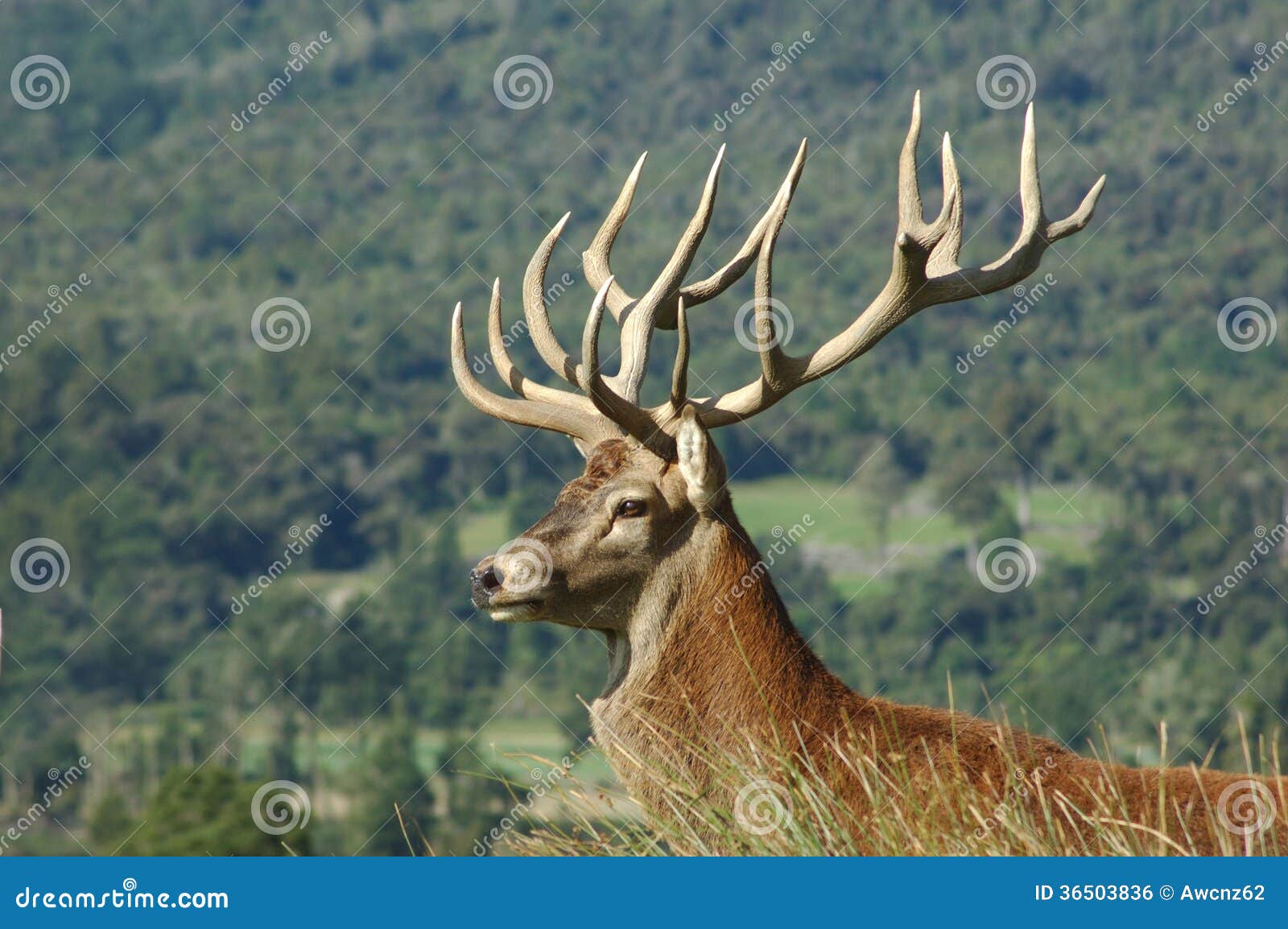 Hirsch 15-point im Profil stockfoto. Bild von westen - 36503836
