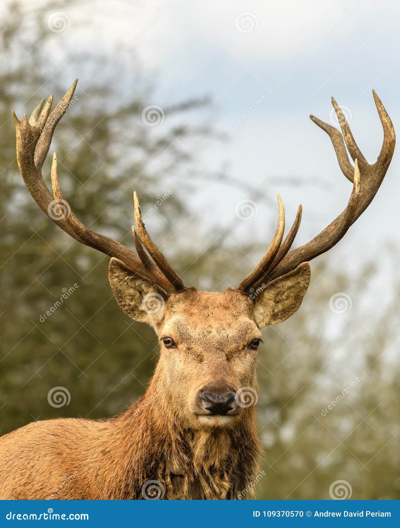 Hirsch-Rotwild Mit Den Geweihen Stockfoto - Bild von hintergrund ...