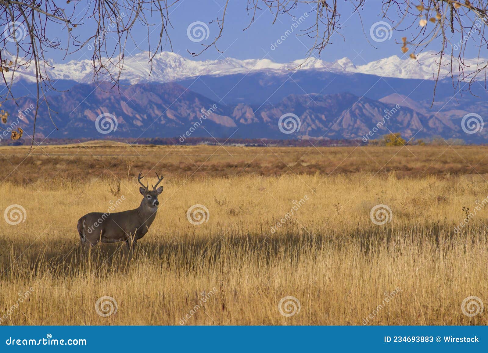 Hirsche Unter Baum Vor Den Bergen Stockbild - Bild von kolorado ...