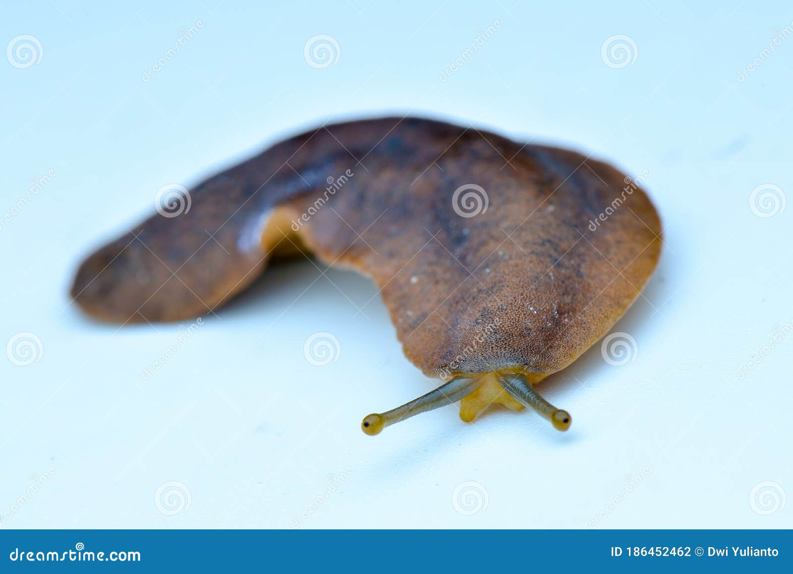 Hirudinea Sobre Fondo Blanco Foto de archivo - Imagen de alimento ...