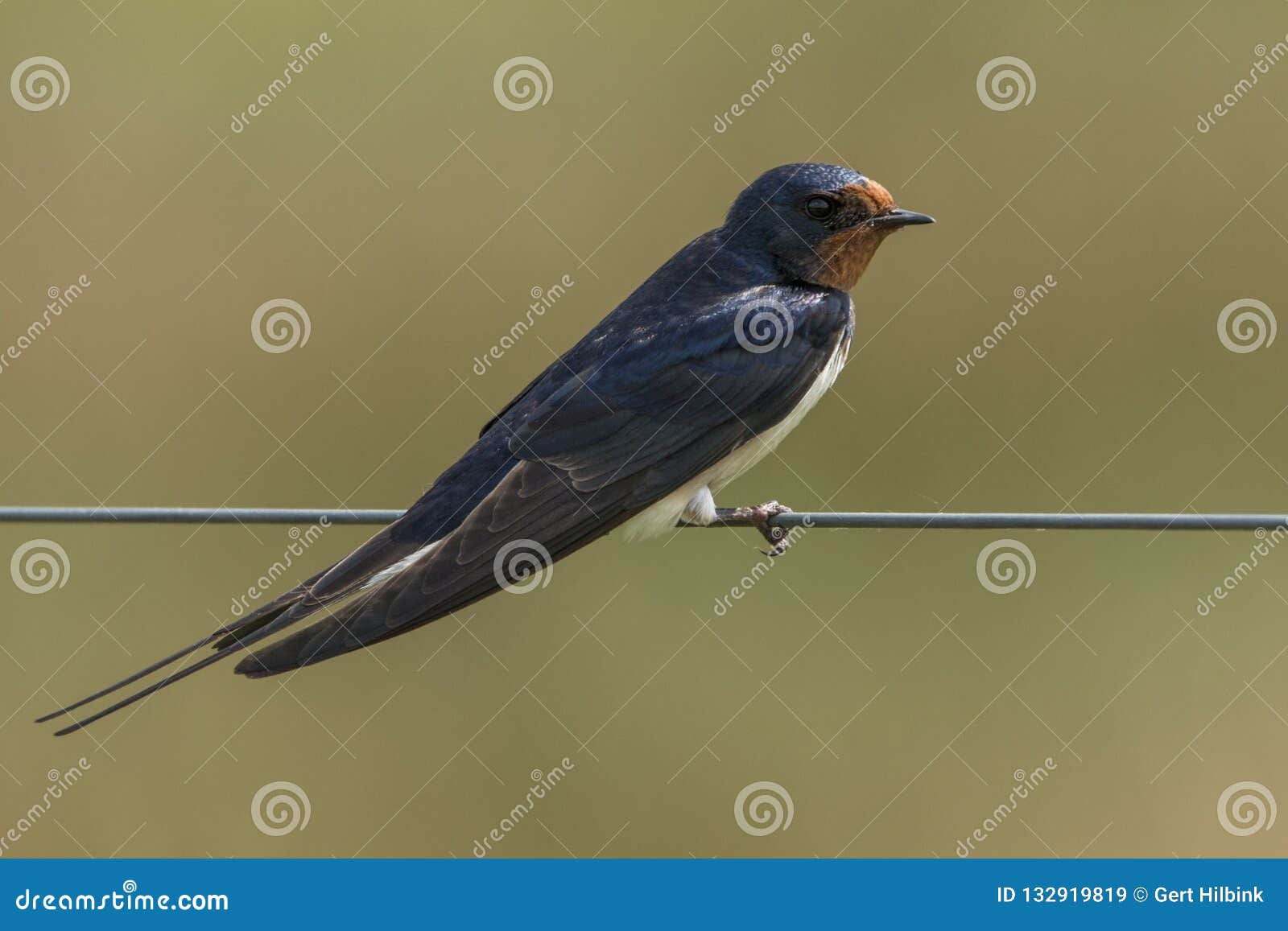 Swallow, Hirundo Rustica. Insect Catcher Stock Image - Image of fast ...