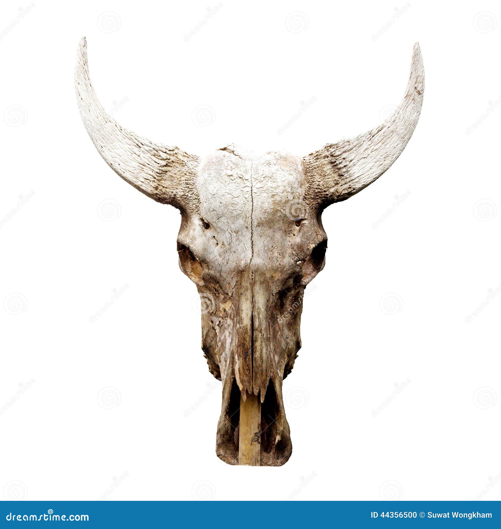 His cow bone stock photo. Image of nature, death, ancient - 44356500