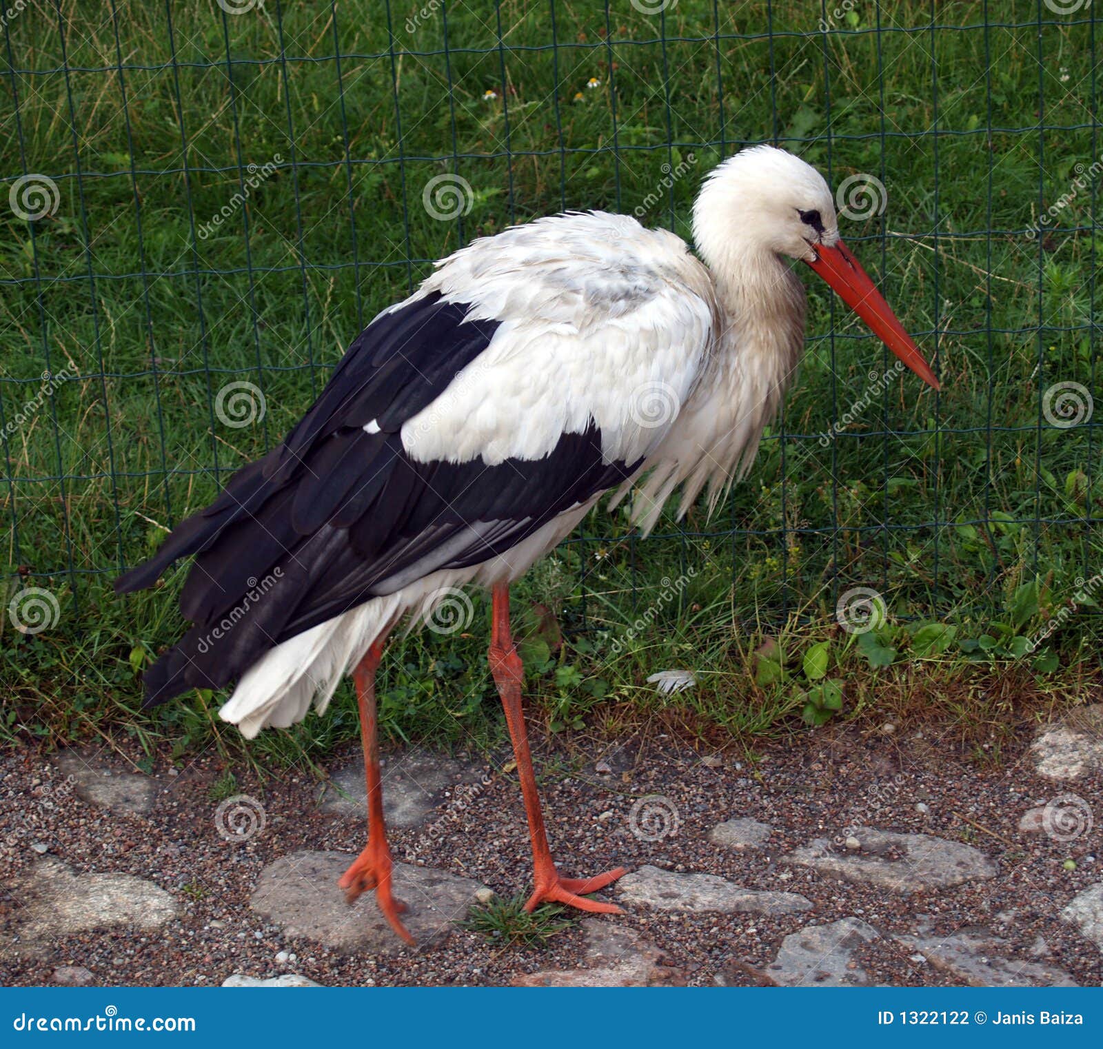 His Majesty Stork stock photo. Image of green, wing, bird - 1322122