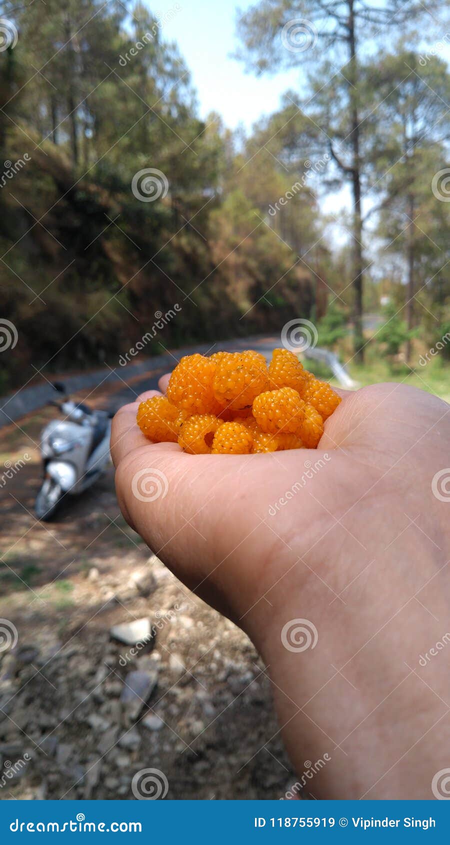 Hisar stock image. Image of hisar, fruit, potraot, uttralhand - 118755919