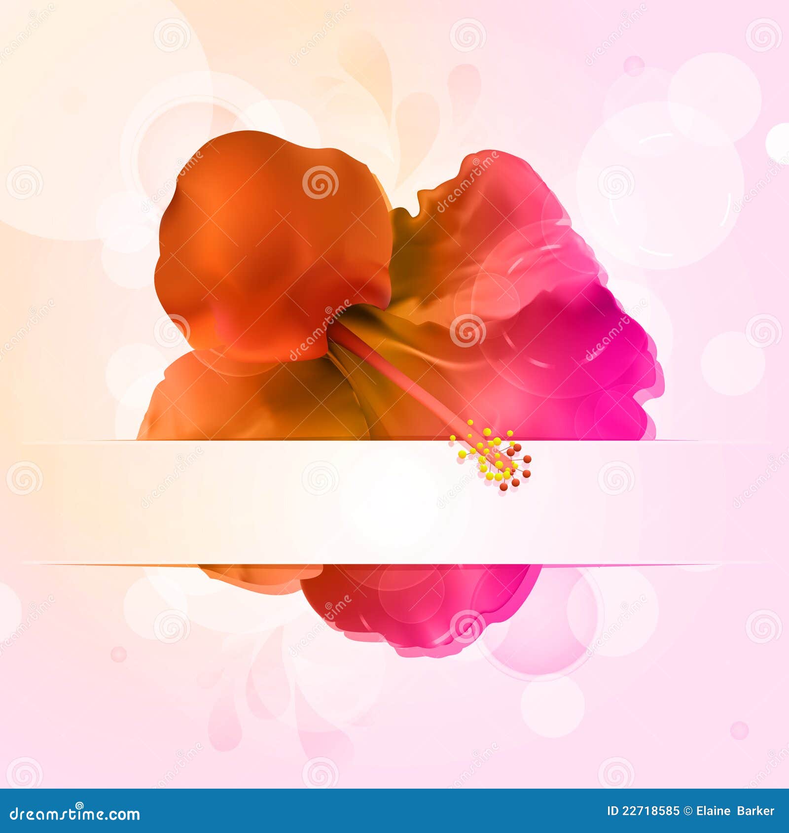 Hisbiscus Flower and Banner Stock Vector - Illustration of orange, clip ...