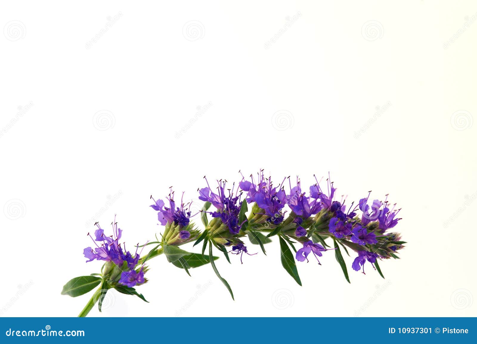 Hisopo imagen de archivo. Imagen de comestible, detalles - 10937301