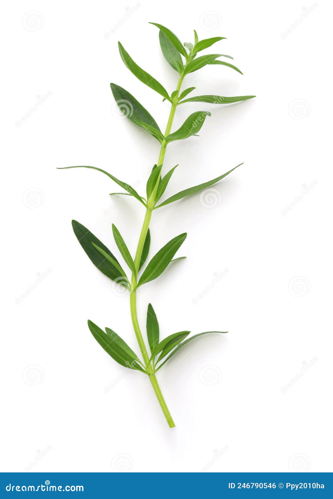 Hisopo foto de archivo. Imagen de herbario, aislado - 246790546