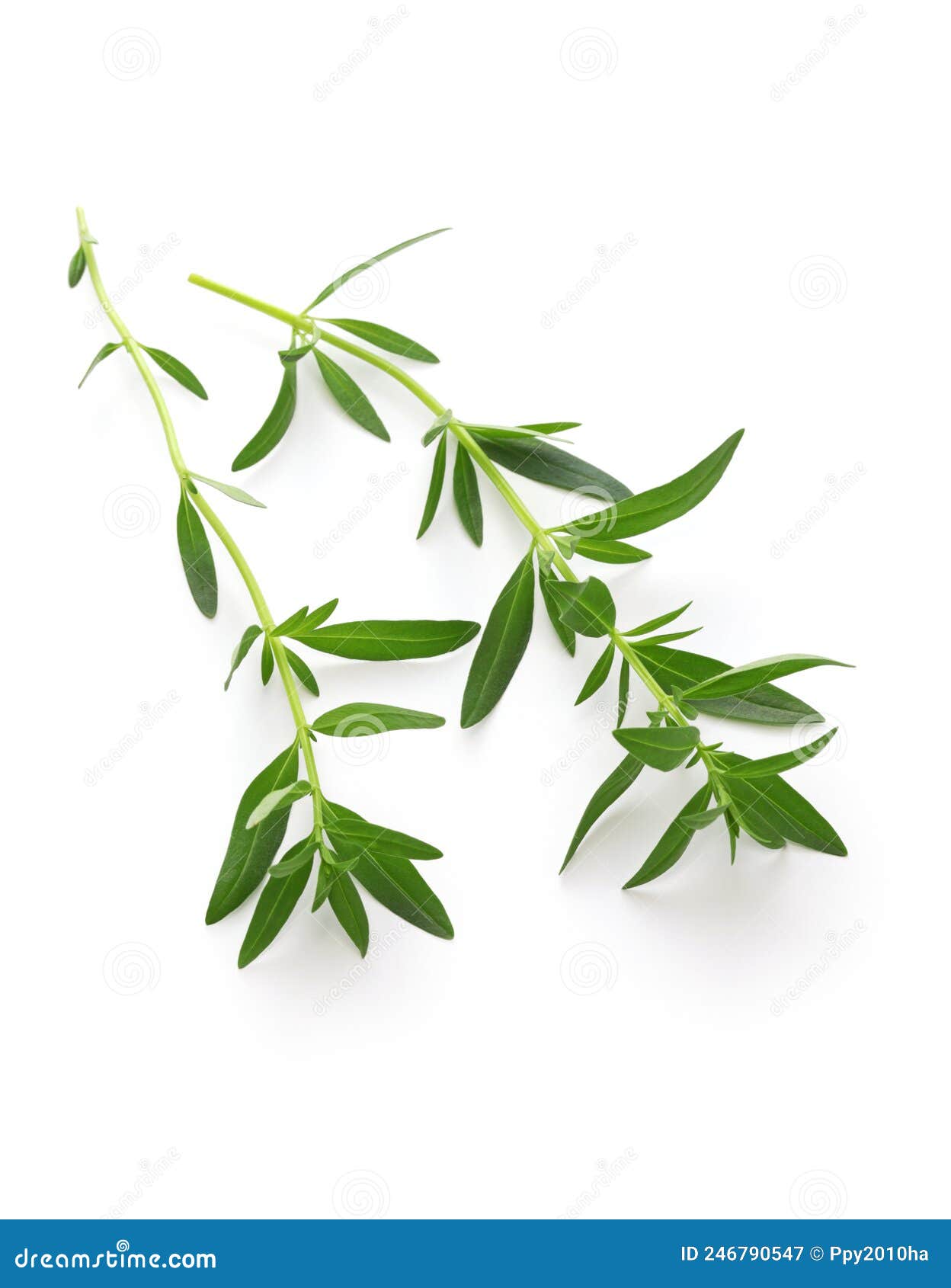 Hisopo imagen de archivo. Imagen de blanco, aislado - 246790547