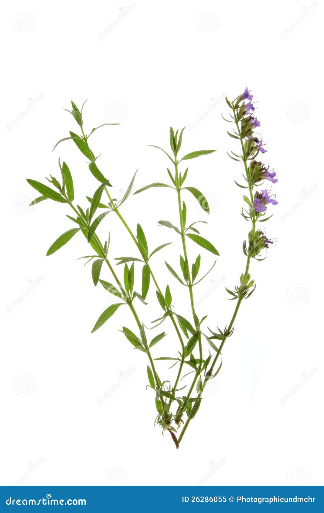 Hisopo (officinalis Del Hyssopus) Imagen de archivo - Imagen de ...