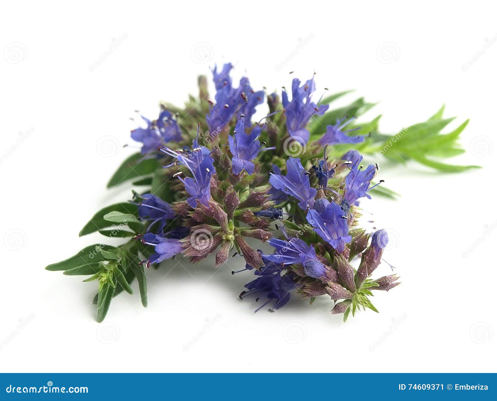 Hisopo (officinalis Del Hyssopus) Imagen de archivo - Imagen de hisopo ...