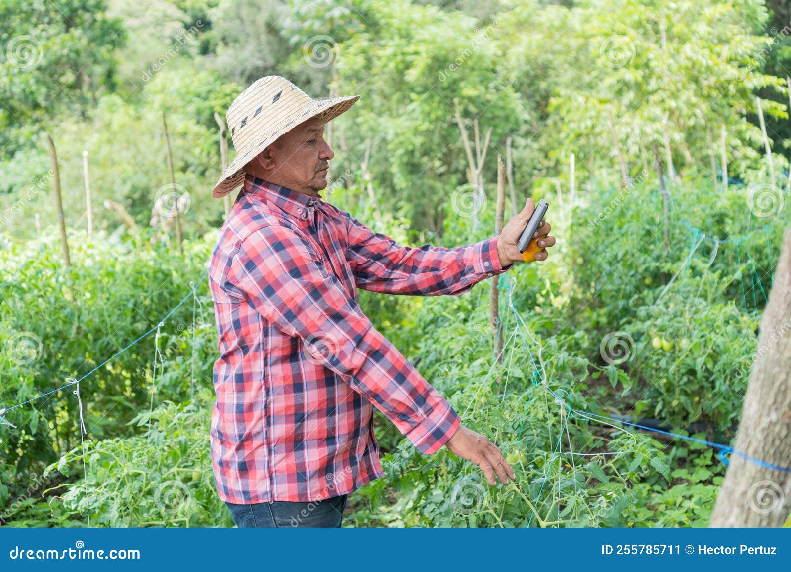 Hispanic Farm Laborer Using a Digital Tablet on a Plantation Stock ...