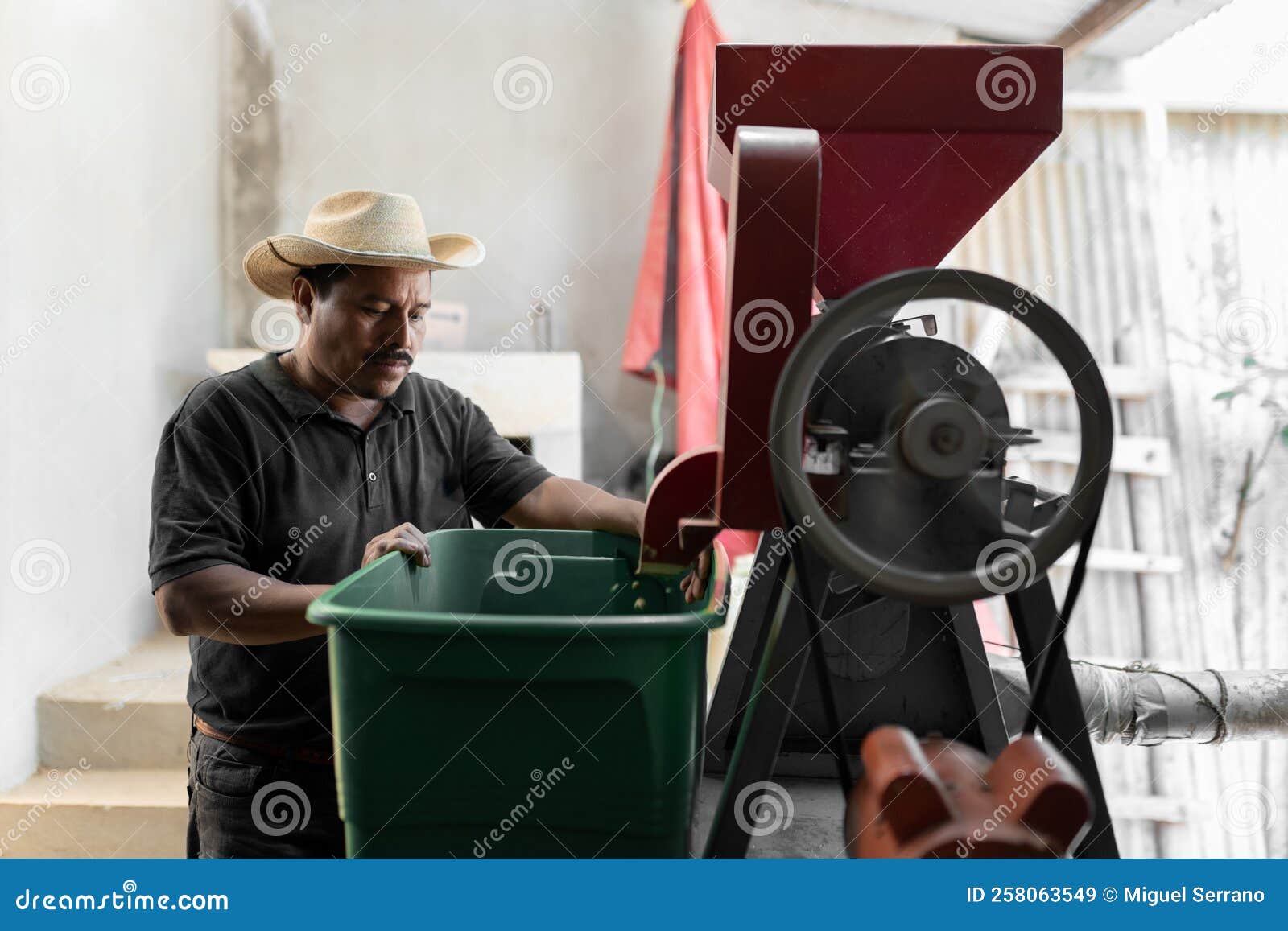 An Hispanic Farmer is Colecting Coffee Beans from the Peeling Machine ...