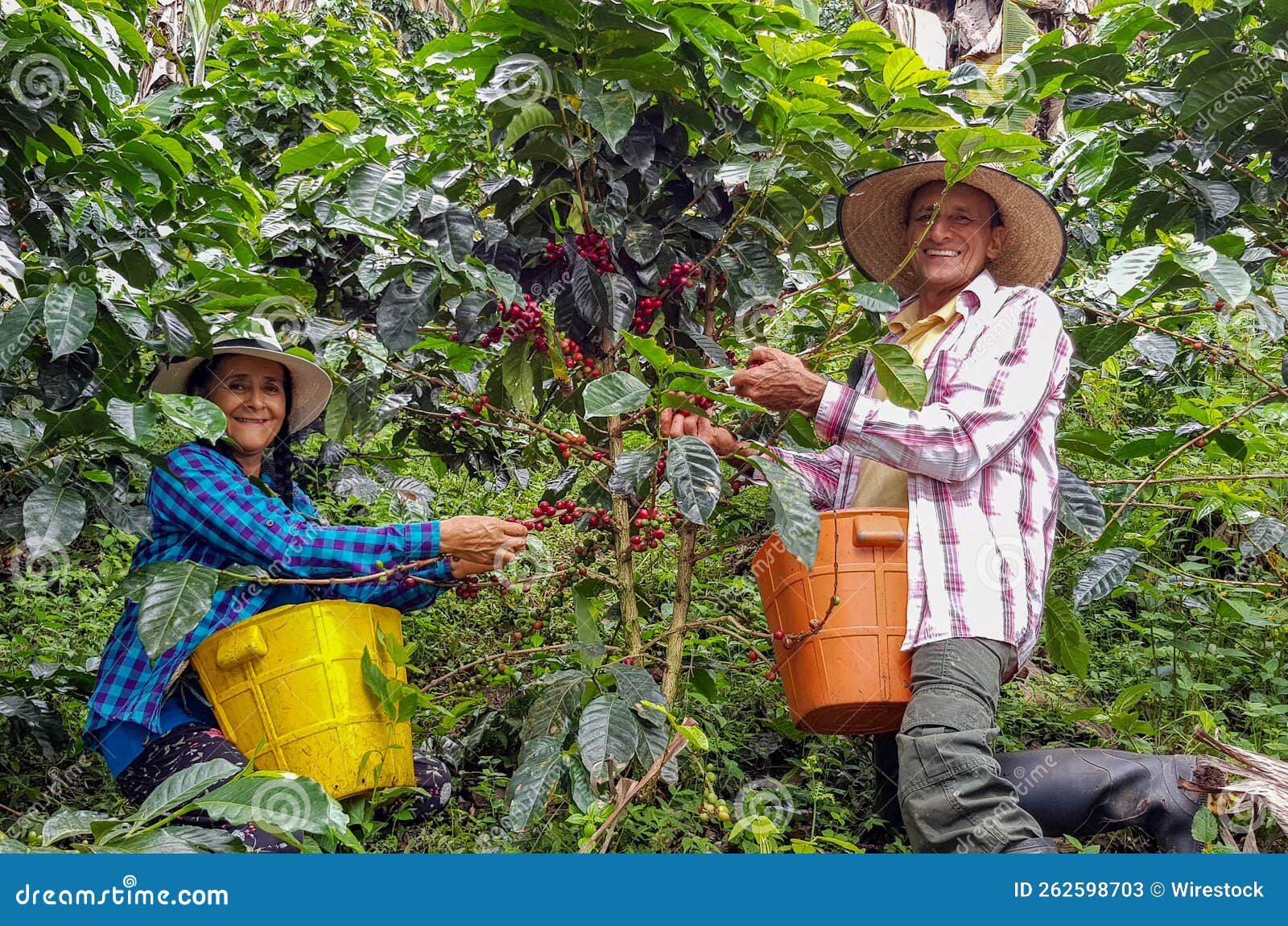Hispanic Workers Happily Picking Beans from the Robusta Coffee Tree ...