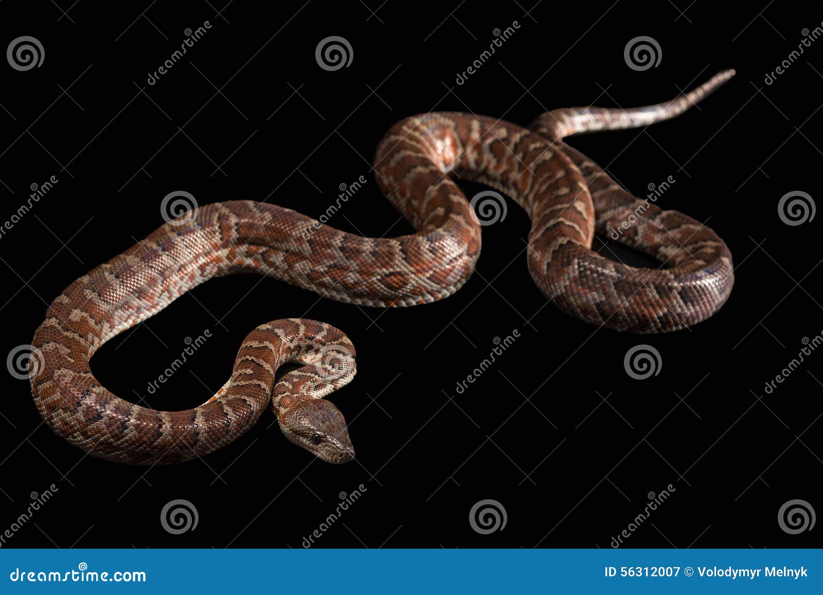 Hispaniolan Boa, Chilabothrus Oder Epicrates Stockbild - Bild von tier ...