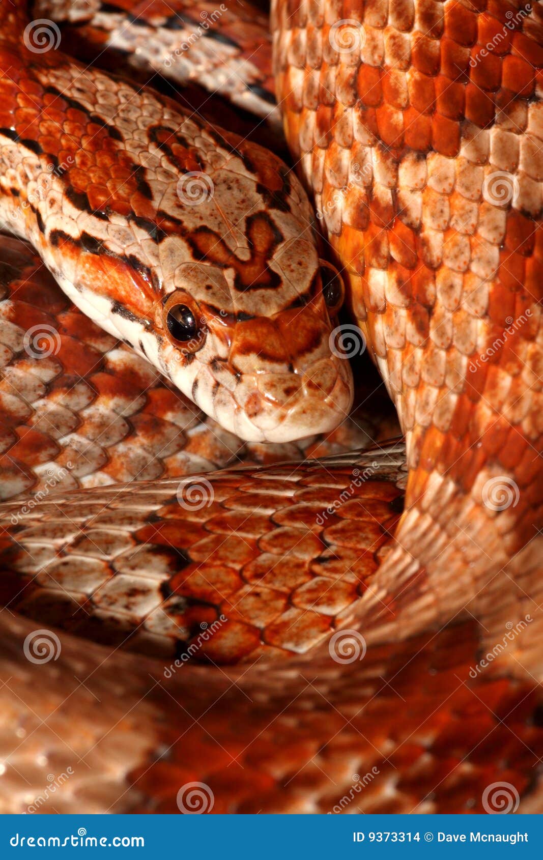 Miami Corn Snake Or Red Rat Snake, Pantherophis Guttatus Royalty-Free ...