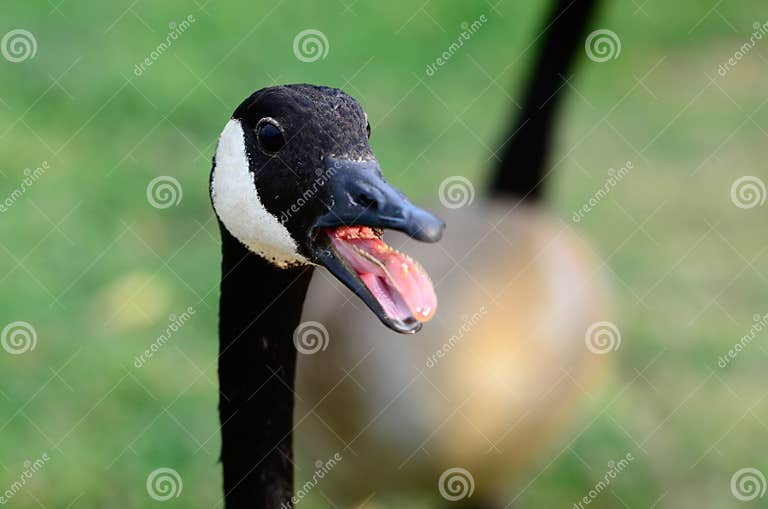 Hissing, Angry Goose stock photo. Image of anger, hissing - 51372754