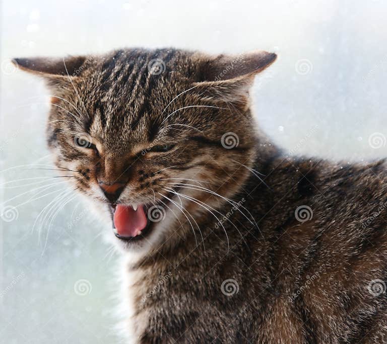 Hissing Cat stock image. Image of agression, kitty, kitten - 19346465