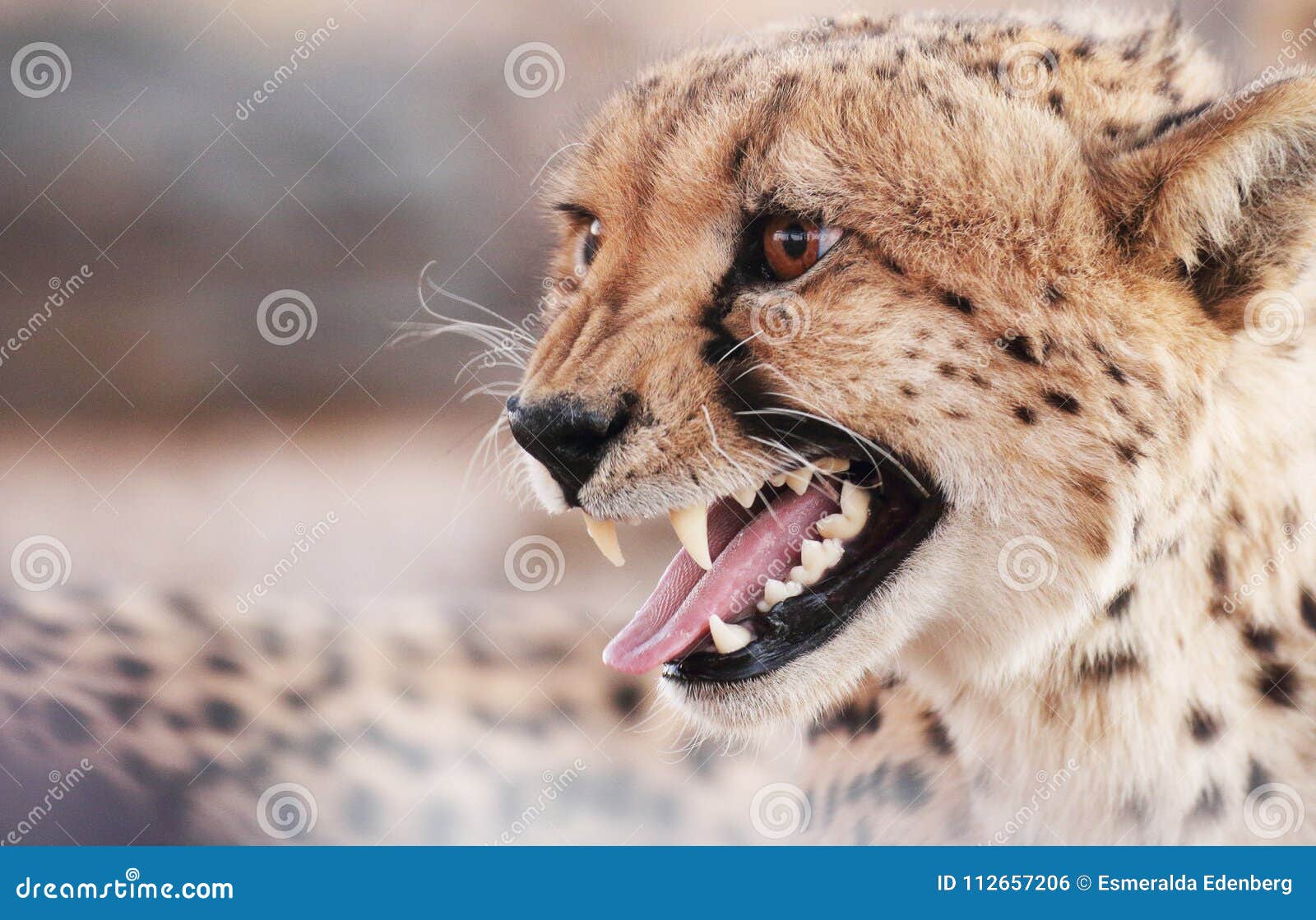 Hissing cheetah stock photo. Image of afraid, predator - 112657206