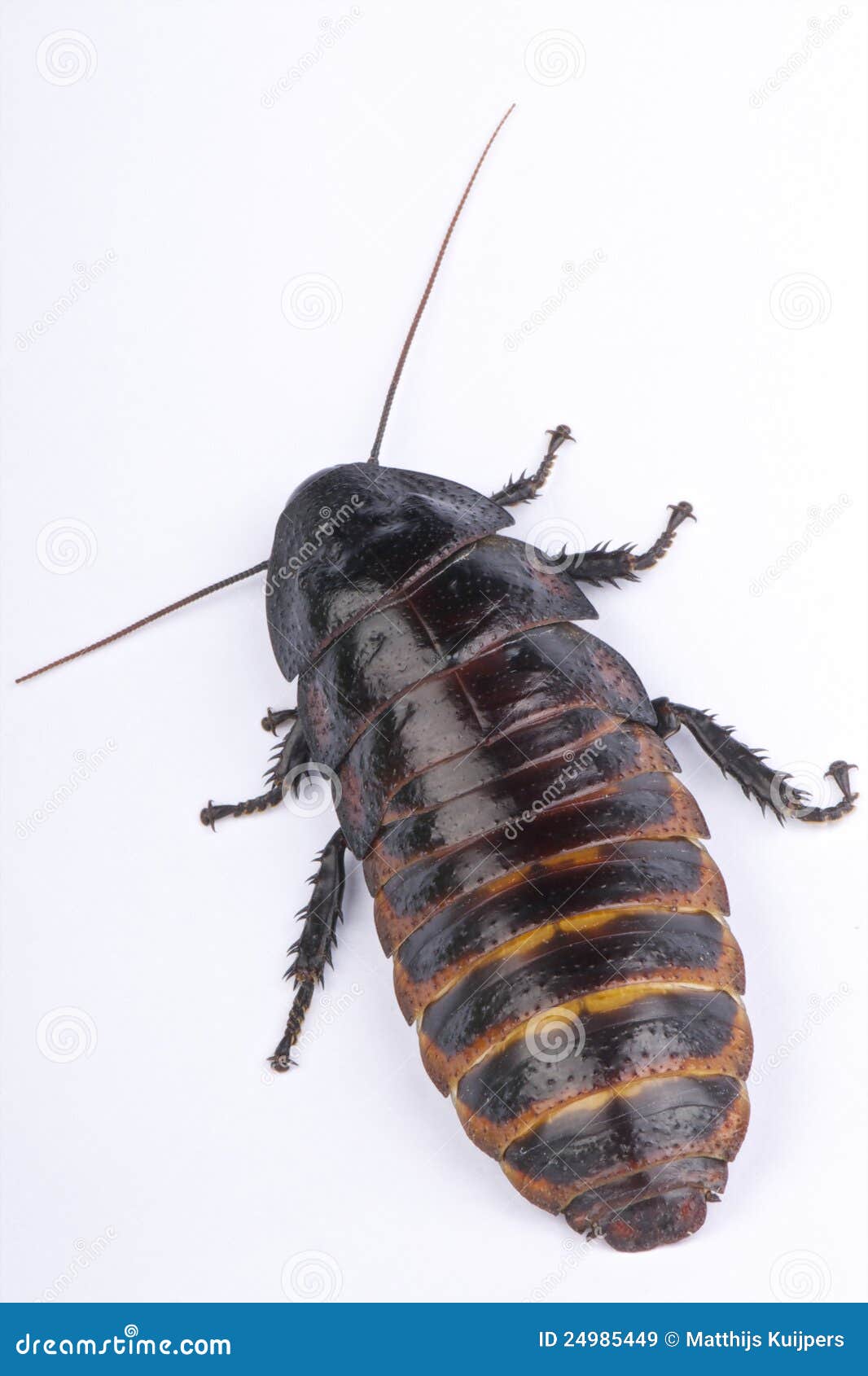 Hissing cockroach stock image. Image of island, insect - 24985449