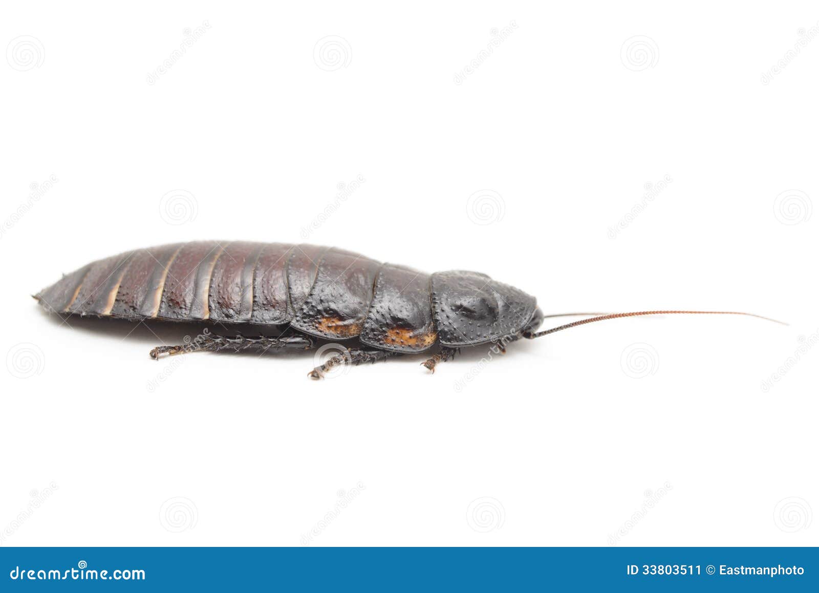 Hissing Cockroach stock image. Image of detail, yuck - 33803511