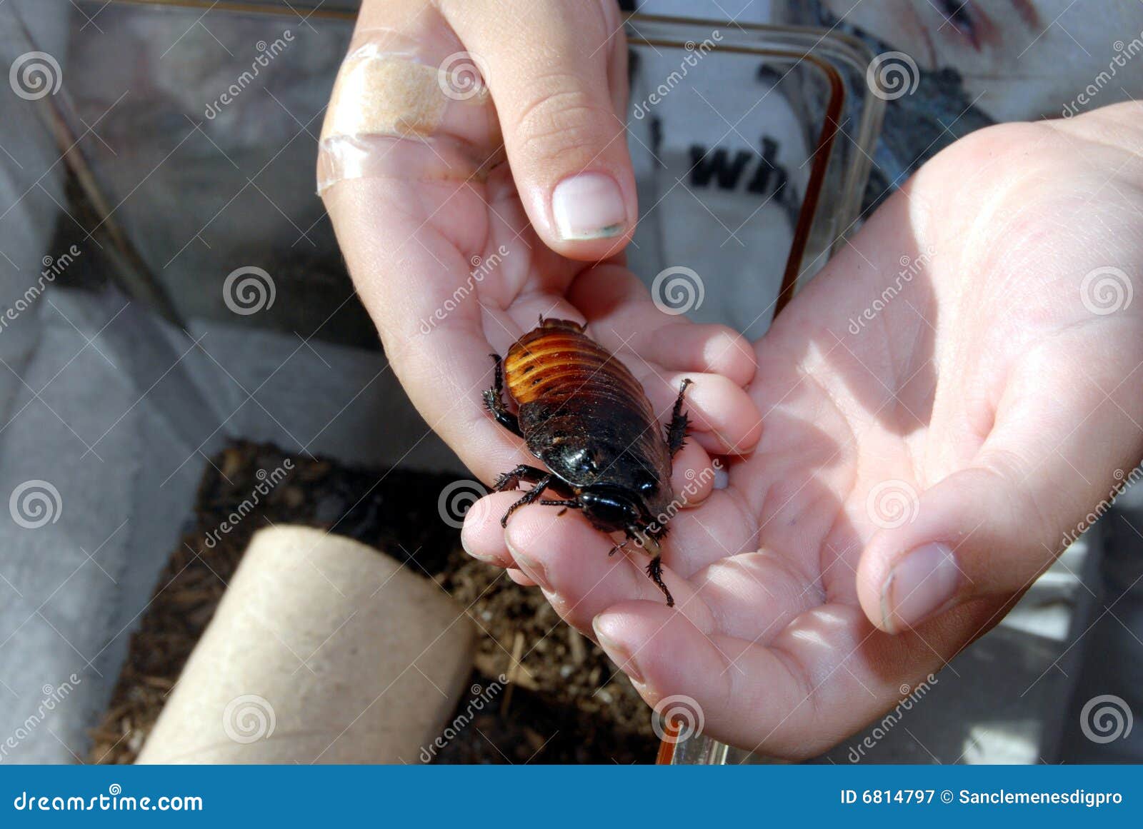 Hissing cockroach in hand stock image. Image of child - 6814797